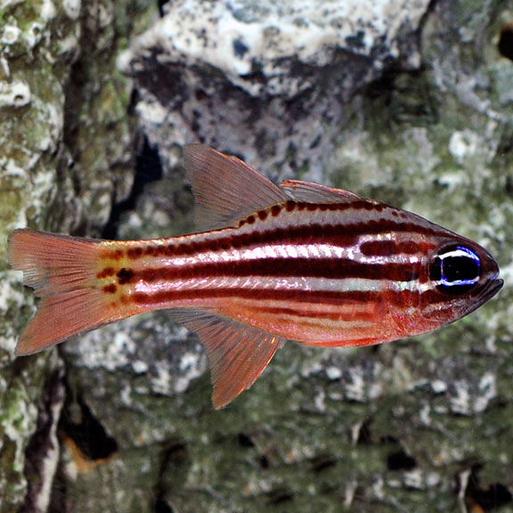 Ochrestriped Cardinalfish, Ostorhinchus compressus: Saltwater Aquarium ...