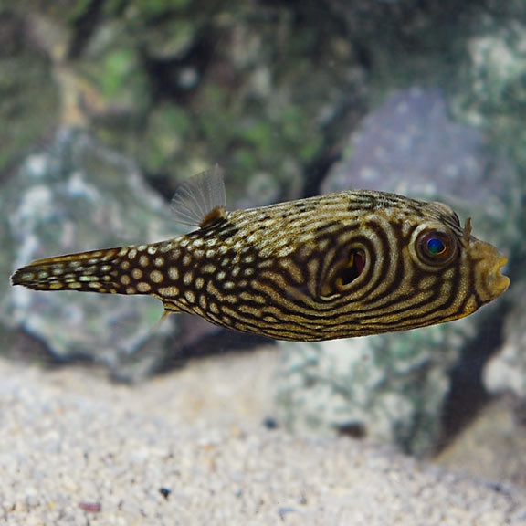 Reticulated Puffer, Arothron reticularis: Saltwater Aquarium Fish for ...