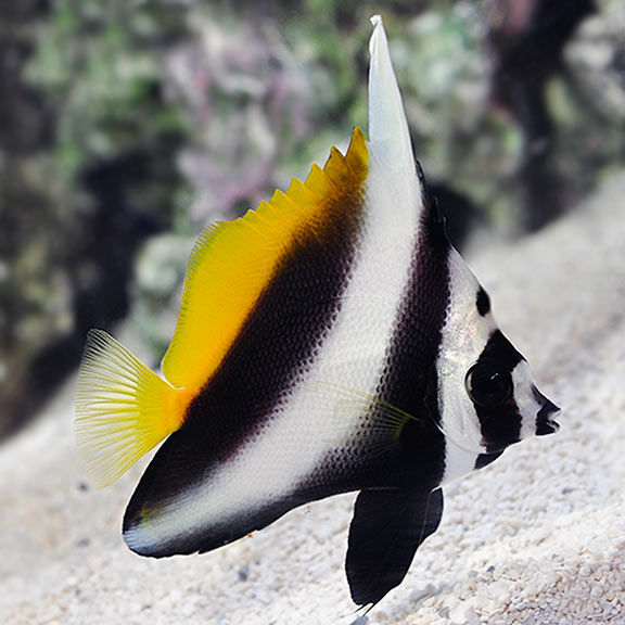 Singular Bannerfish: Saltwater Aquarium Butterflyfish