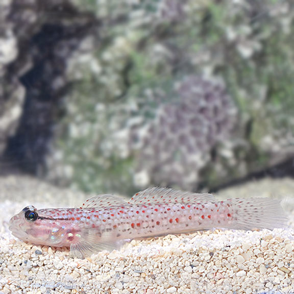 Decorated Goby: Saltwater Aquarium Fish