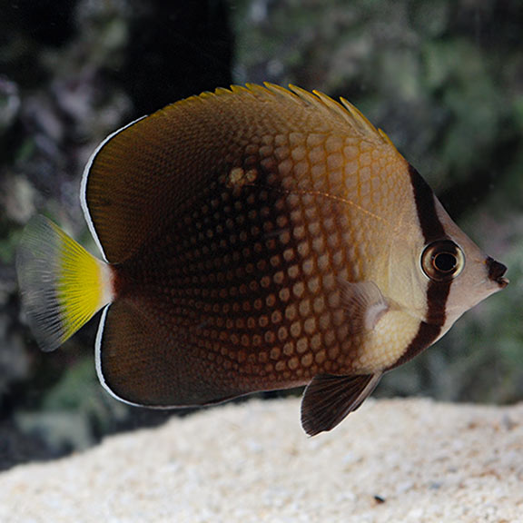Tahitian Butterflyfish: Saltwater Aquarium Fish for Marine Aquariums