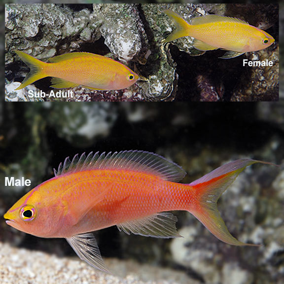 Sunset Anthias: Saltwater Aquarium Fish for Marine Aquariums