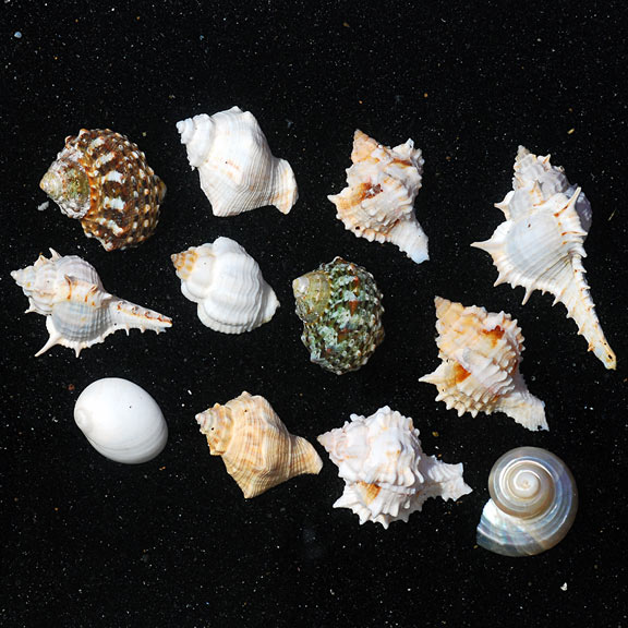 Empty Fancy Hermit Crab Shells: Saltwater Aquarium Invertebrates