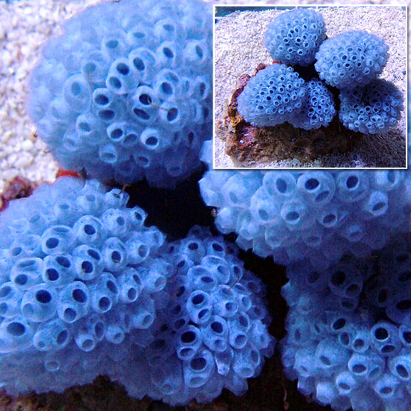 Blue Lollipop Tunicates: Saltwater Aquarium Invertebrates for Marine ...