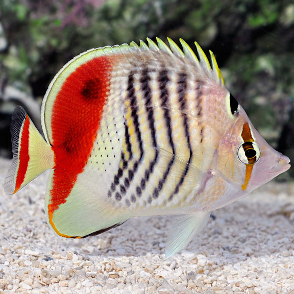 Red Sea Eritrean Butterflyfish: Saltwater Aquarium Fish