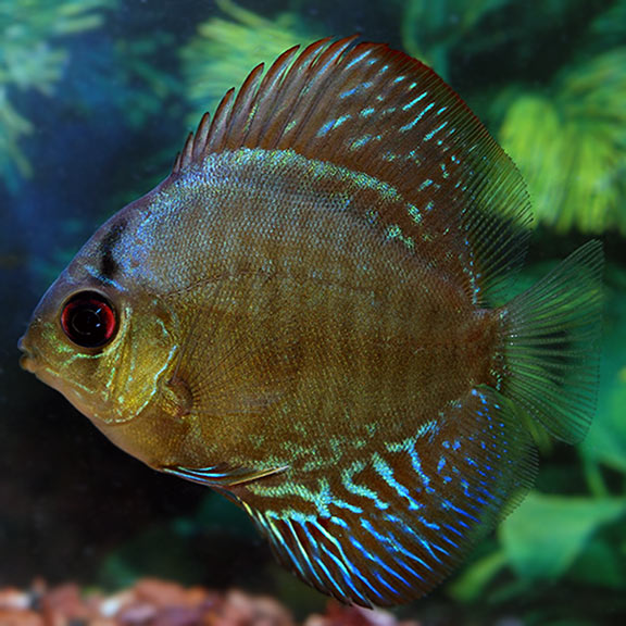 Green Discus Fish