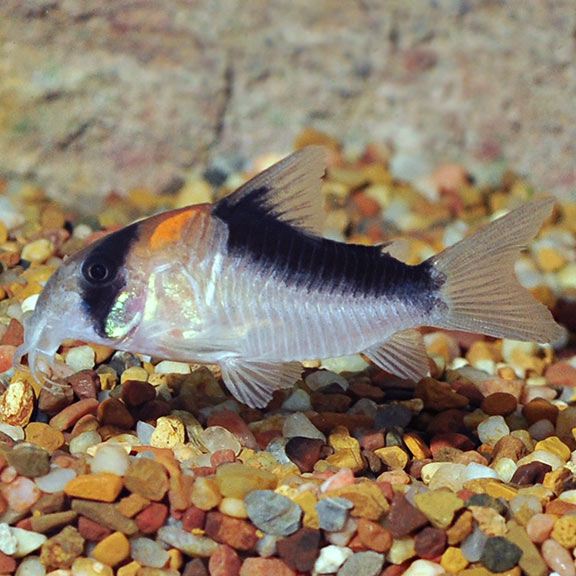 Adolfoi Cory Cat: Tropical Fish for Freshwater Aquariums