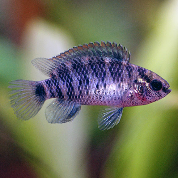 Badis: Tropical Fish for Freshwater Aquariums