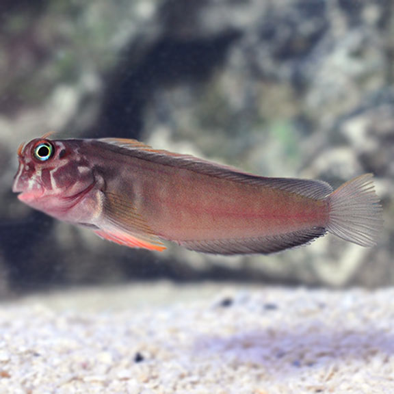 Red Lip Blenny: Saltwater Aquarium Fish for Marine Aquariums