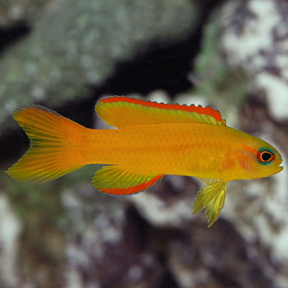 Gold Assessor Basslet: Saltwater Aquarium Fish for Marine Aquariums