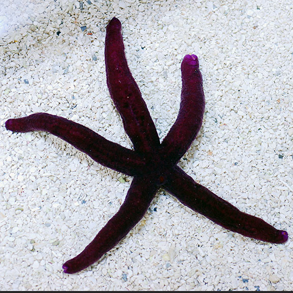 Purple Linckia Sea Star (Leiaster Sea Star): Saltwater Aquarium ...