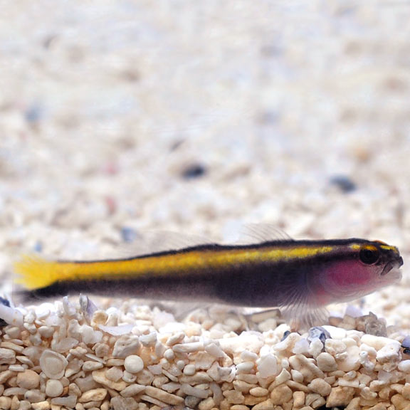Captive-Bred Yellowline Goby: Saltwater Aquarium Corals for Marine Reef ...