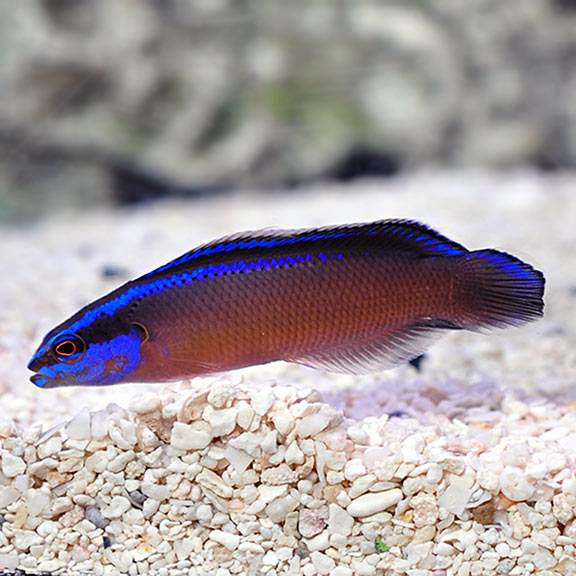Dottyback Neon