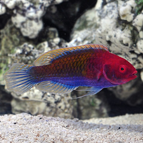 Ruby Head Fairy Wrasse: Saltwater Aquarium Fish