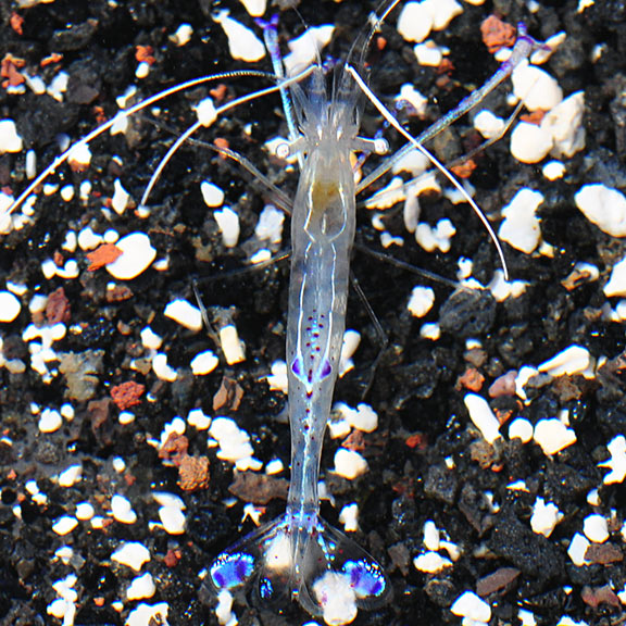 Pederson Cleaner Shrimp: Saltwater Aquarium Shrimp for Marine Reef ...