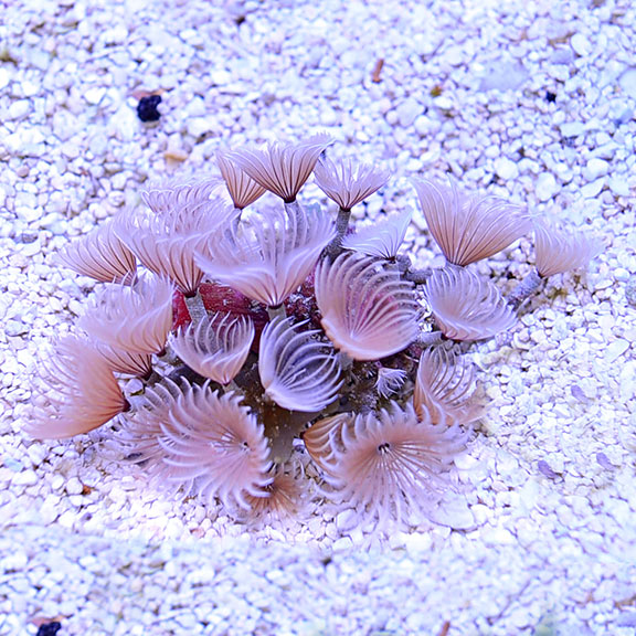 Red Feather Duster Worm