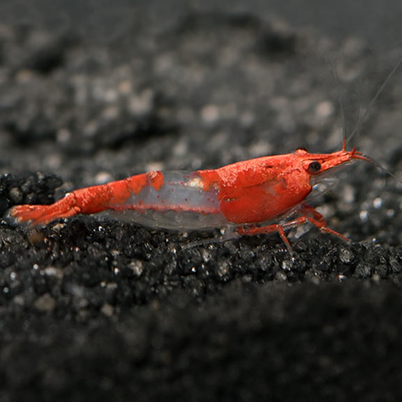 Red & Blue Rili Shrimp Group: Tropical Shrimp for Freshwater Aquariums