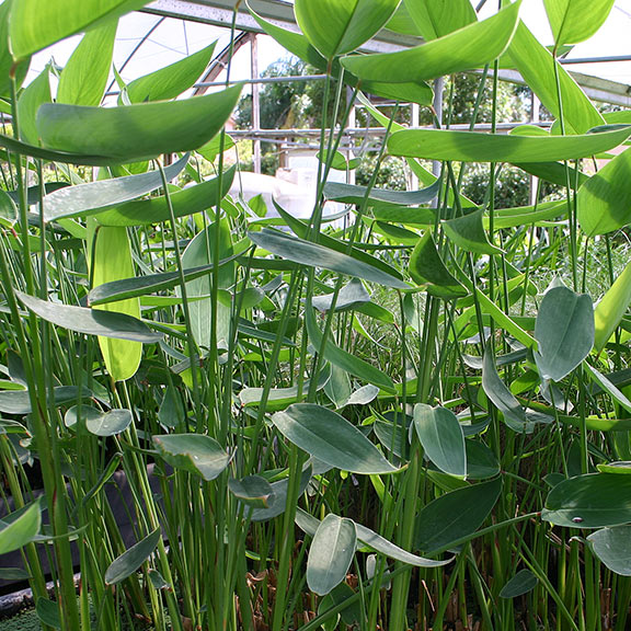 Thalia Dealbata: Plants for Ponds & Water Gardens