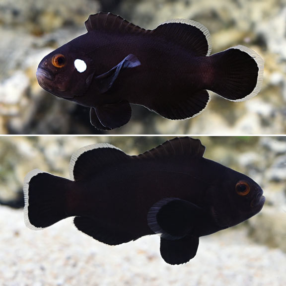 Domino Clownfish, Captive-Bred : Saltwater & Marine Fish for Aquariums