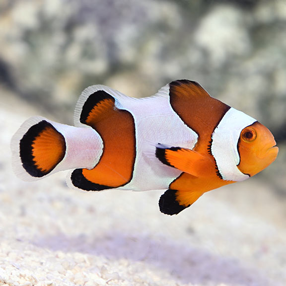 Wide Bar Mocha Gladiator Clownfish, Captive-Bred: Saltwater Aquarium ...