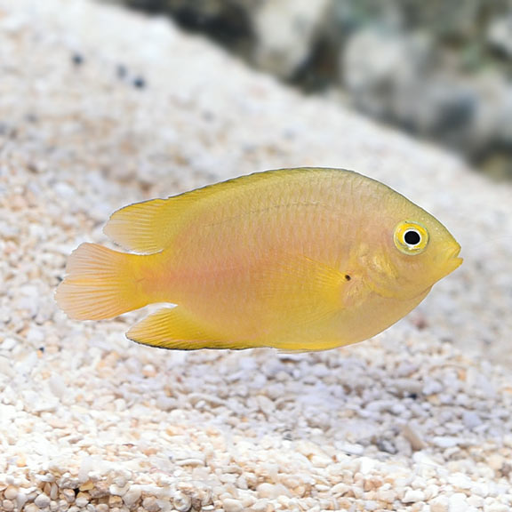 Lemon Damselfish: Saltwater & Marine Fish for Aquariums