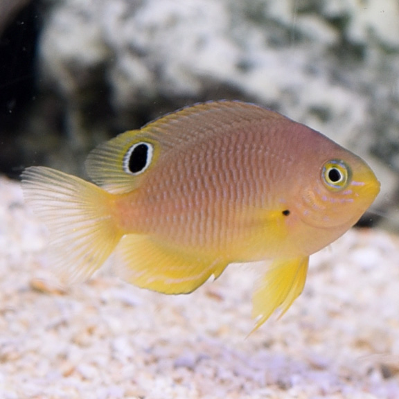 Ambon Damselfish, Captive-Bred: Saltwater Aquarium Fish for Marine ...