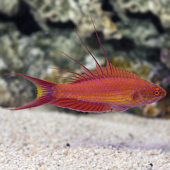 Bell's Flasher Wrasse: Saltwater Aquarium Fish for Marine Aquariums