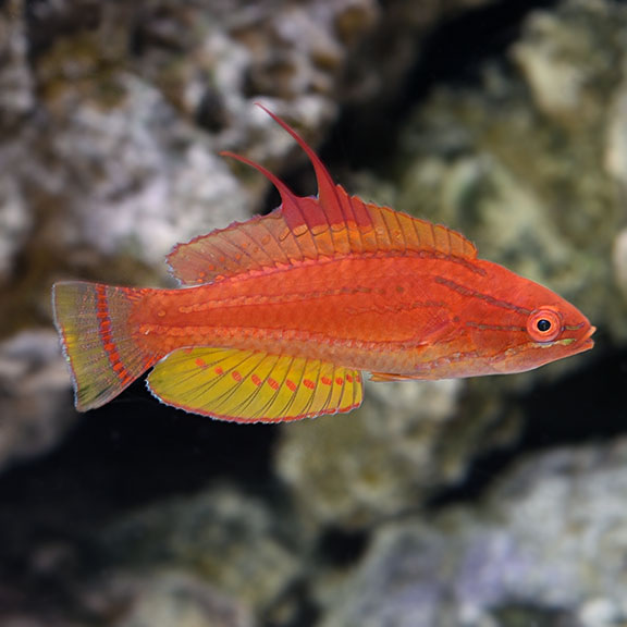Yellowfin Flasher Wrasse: Saltwater Aquarium Fish for Marine Aquariums