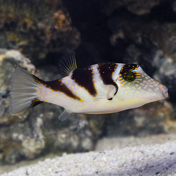 Saddle Puffer: Saltwater Aquarium Fish for Marine Aquariums
