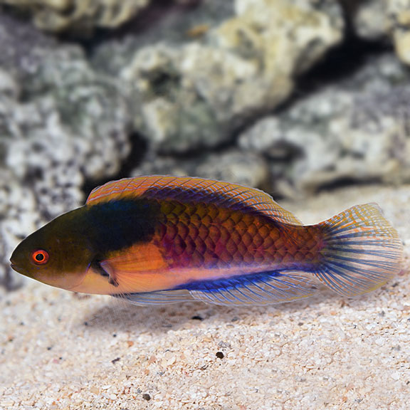 Yellow-Flanked Fairy Wrasse (Blueside Fairy Wrasse): Reef Safe ...