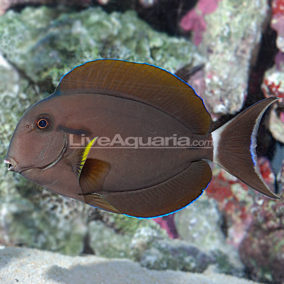 Epaulette Surgeonfish, Acanthurus nigricaudus: Saltwater Aquarium Fish ...