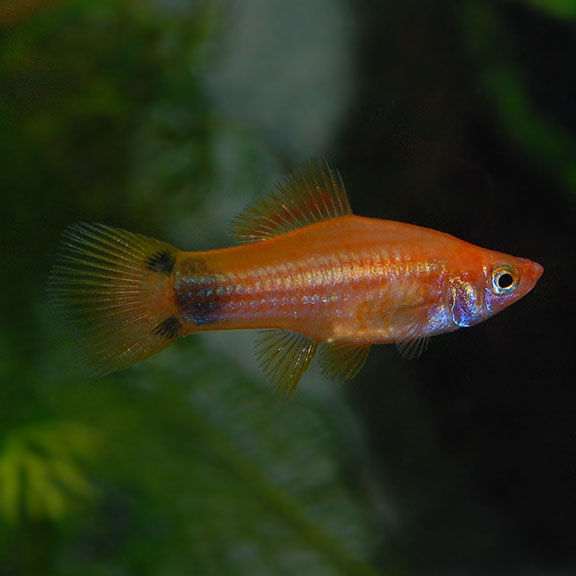 Marigold Mickey Mouse Swordtail: Tropical Fish for Freshwater Aquariums