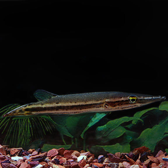 Freshwater Crocodile Fish