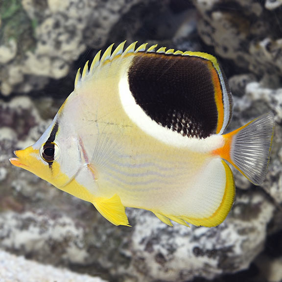 Saddleback Butterflyfish: Saltwater Aquarium Fish for Marine Aquariums