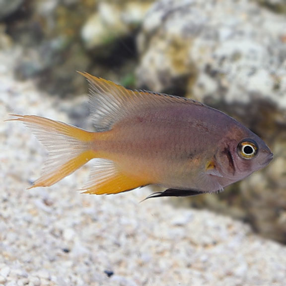 Blackmouth Bicolor Chromis: Saltwater Aquarium Fish