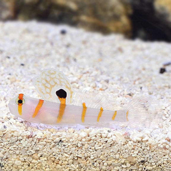 Orange Stripe Prawn Goby: Saltwater Aquarium Fish for Marine Aquariums