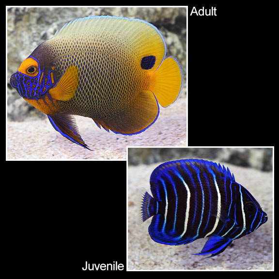 Blueface Angelfish: Saltwater Aquarium Fish for Marine Aquariums