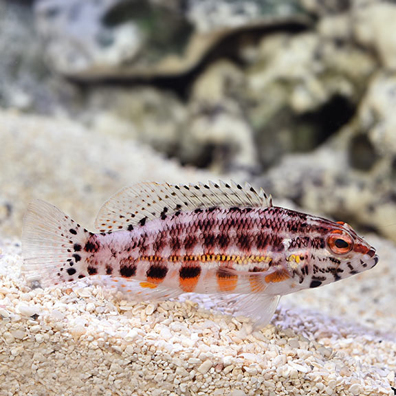 Lantern Bass: Saltwater Aquarium Fish for Marine Aquariums