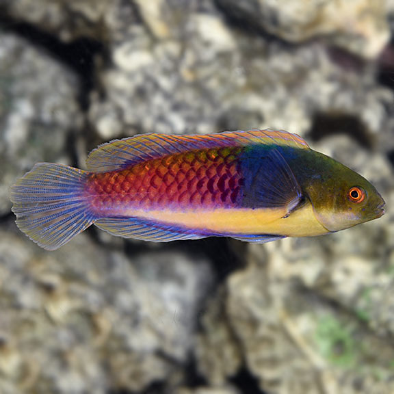 Bluehead Fairy Wrasse: Reef Safe Aquarium Fish