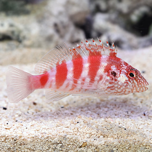 Blood Red Hawkfish (Banded or Redbar Hawkfish): Saltwater Aquarium Fish