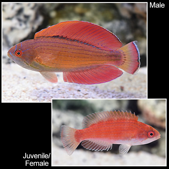 Eightline Flasher Wrasse: Reef Safe Aquarium Fish