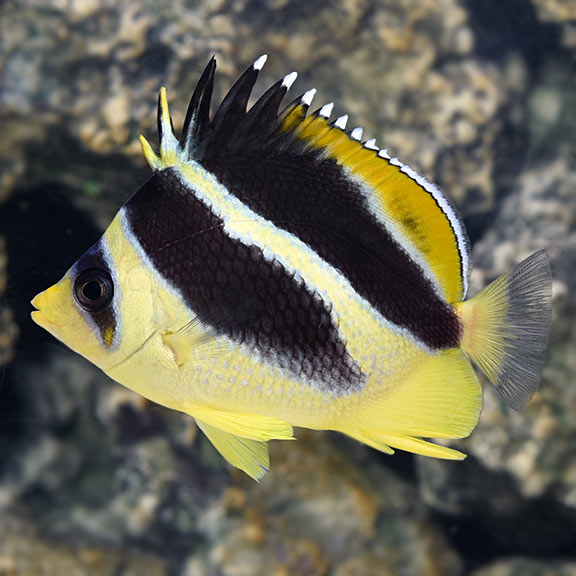 Mitratus Butterflyfish: Saltwater Aquarium Fish for Marine Aquariums