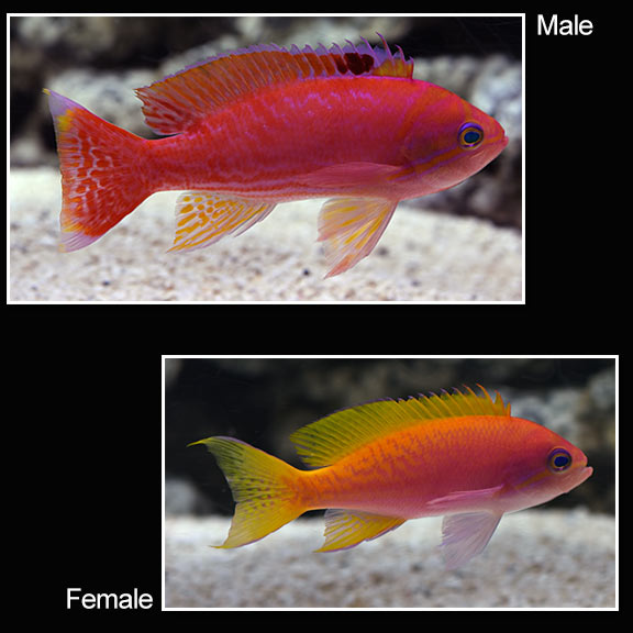 Bimaculatus Anthias: Saltwater Aquarium Fish for Marine Aquariums