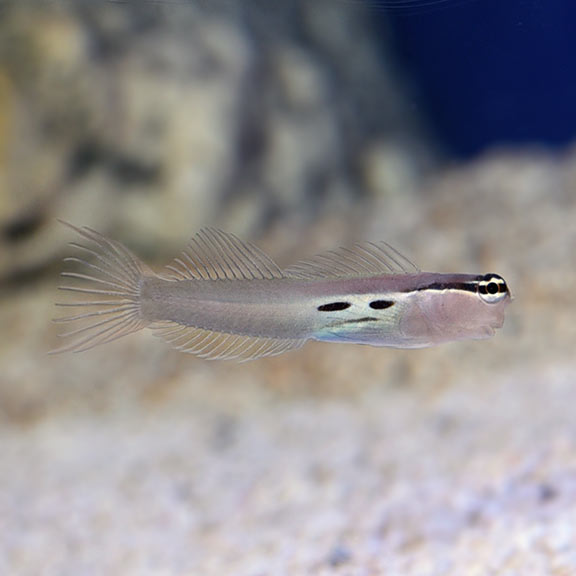 Two Spot Bimaculatus Blenny: Saltwater Aquarium Fish