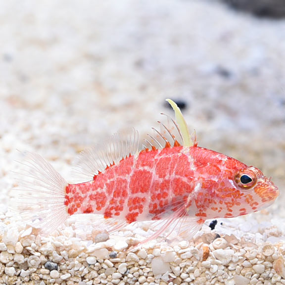 Geometric Pygmy Hawkfish: Saltwater Aquarium Fish for Marine Aquariums