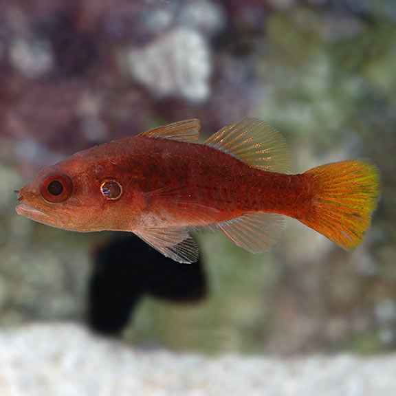 Fowleria Cardinalfish: Saltwater Aquarium Nano Fish