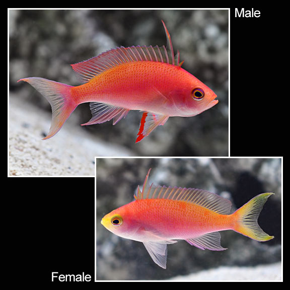 Randall's Anthias: Saltwater Aquarium Fish for Marine Aquariums