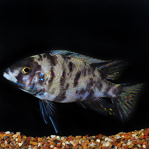 Peacock Cichlid, Orange Blotched: Tropical Fish for Freshwater Aquariums