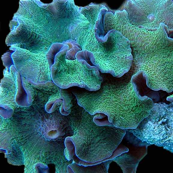 Green Fluorescent Mushroom Coral: Saltwater Aquarium Corals for Marine ...
