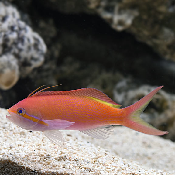 Carberryi Anthias: Saltwater Aquarium Fish for Marine Aquariums